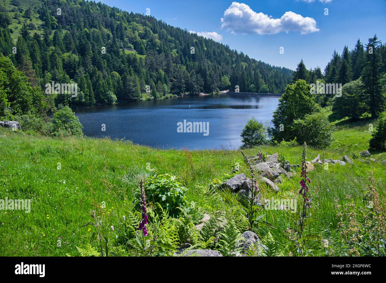 Landscape in the Vosges mountains in France in Alsace Stock Photo - Alamy