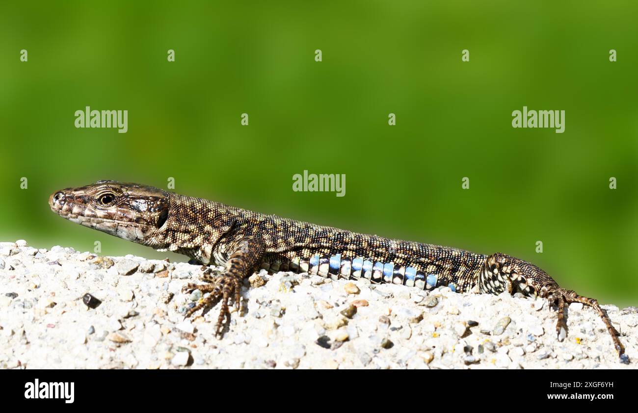 Winged lizard hi-res stock photography and images - Alamy