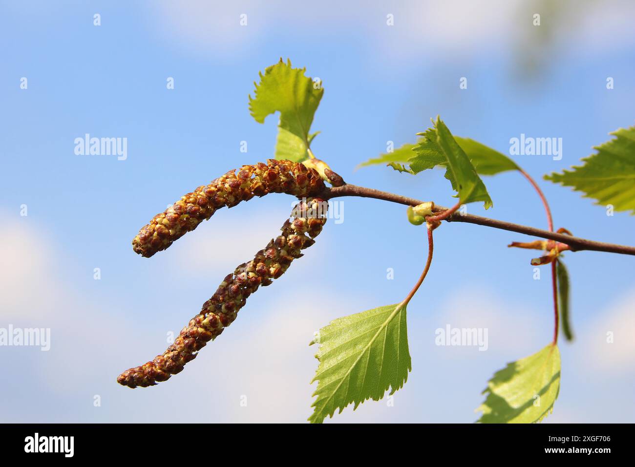 Young birch shoot Stock Photo - Alamy
