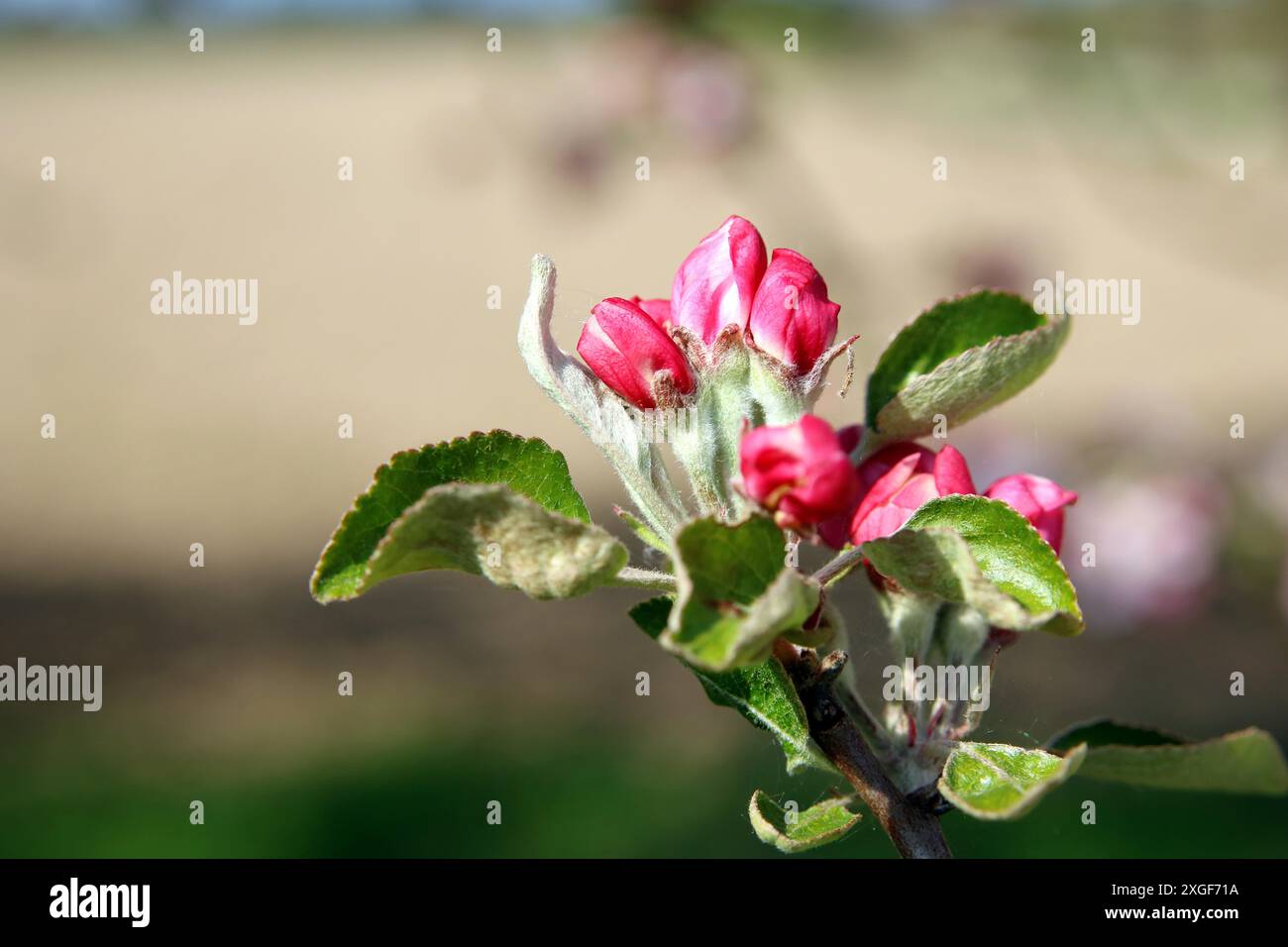 Blossom with sepal hi-res stock photography and images - Alamy