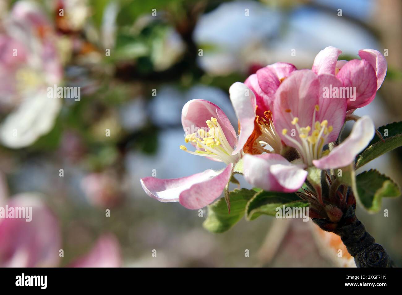 Fruit tree blossom Stock Photo - Alamy