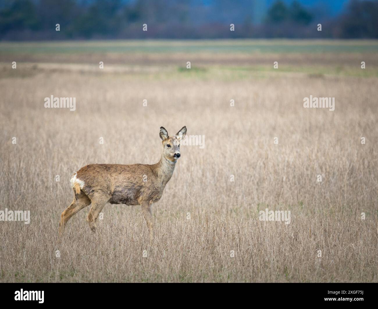 Roe deer in misty hi-res stock photography and images - Alamy