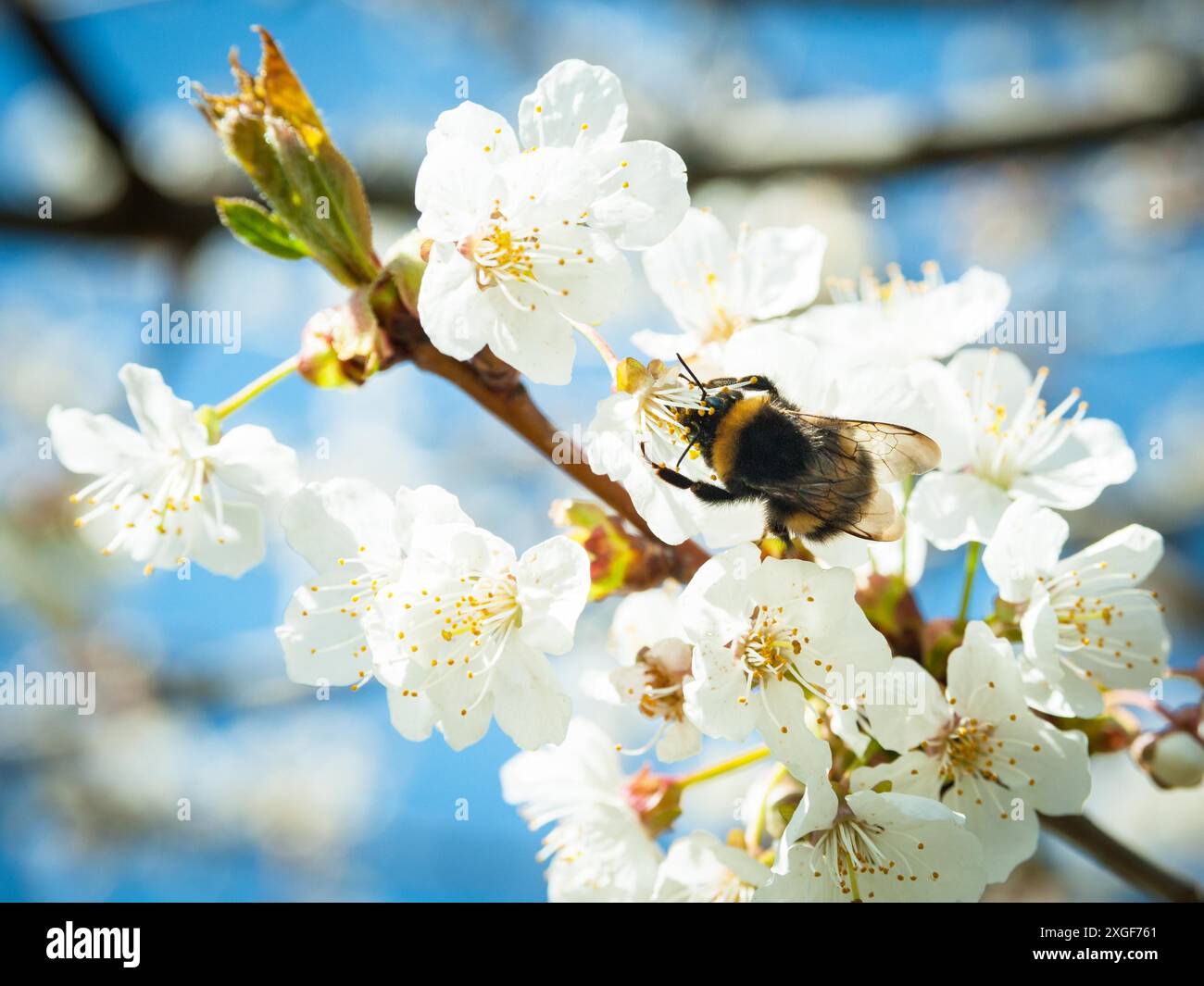 Bumble bee on a cherry blossom in spring Stock Photo - Alamy