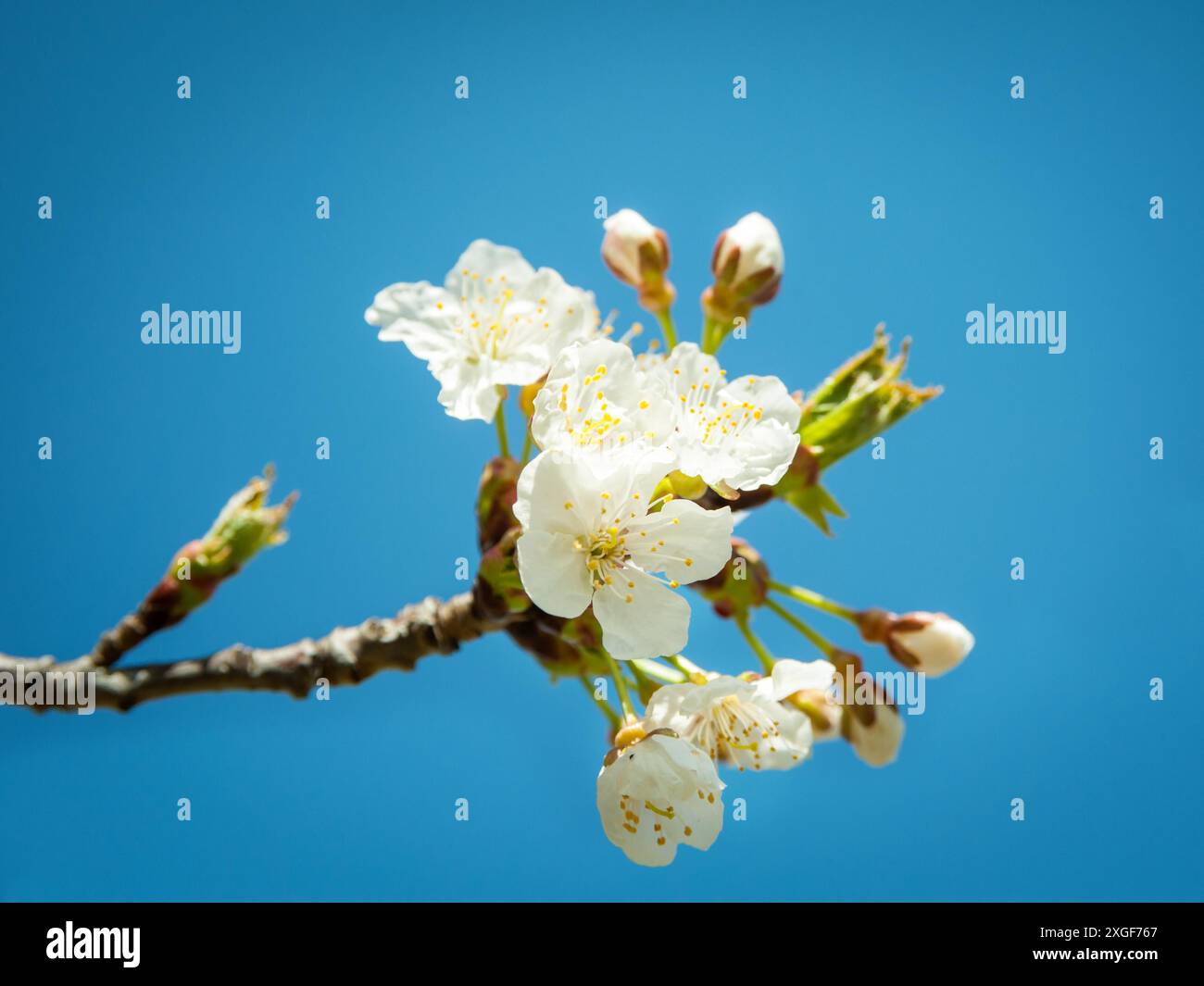 Cherry blossom in spring Stock Photo - Alamy