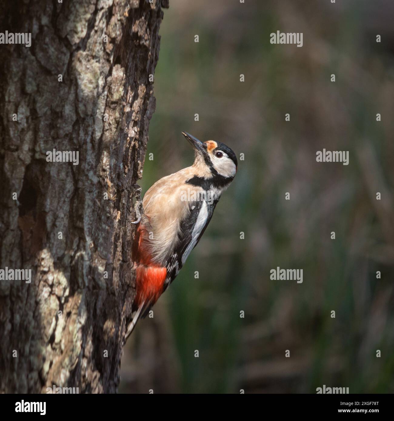 Great woodpecker on a ree trunk Stock Photo - Alamy