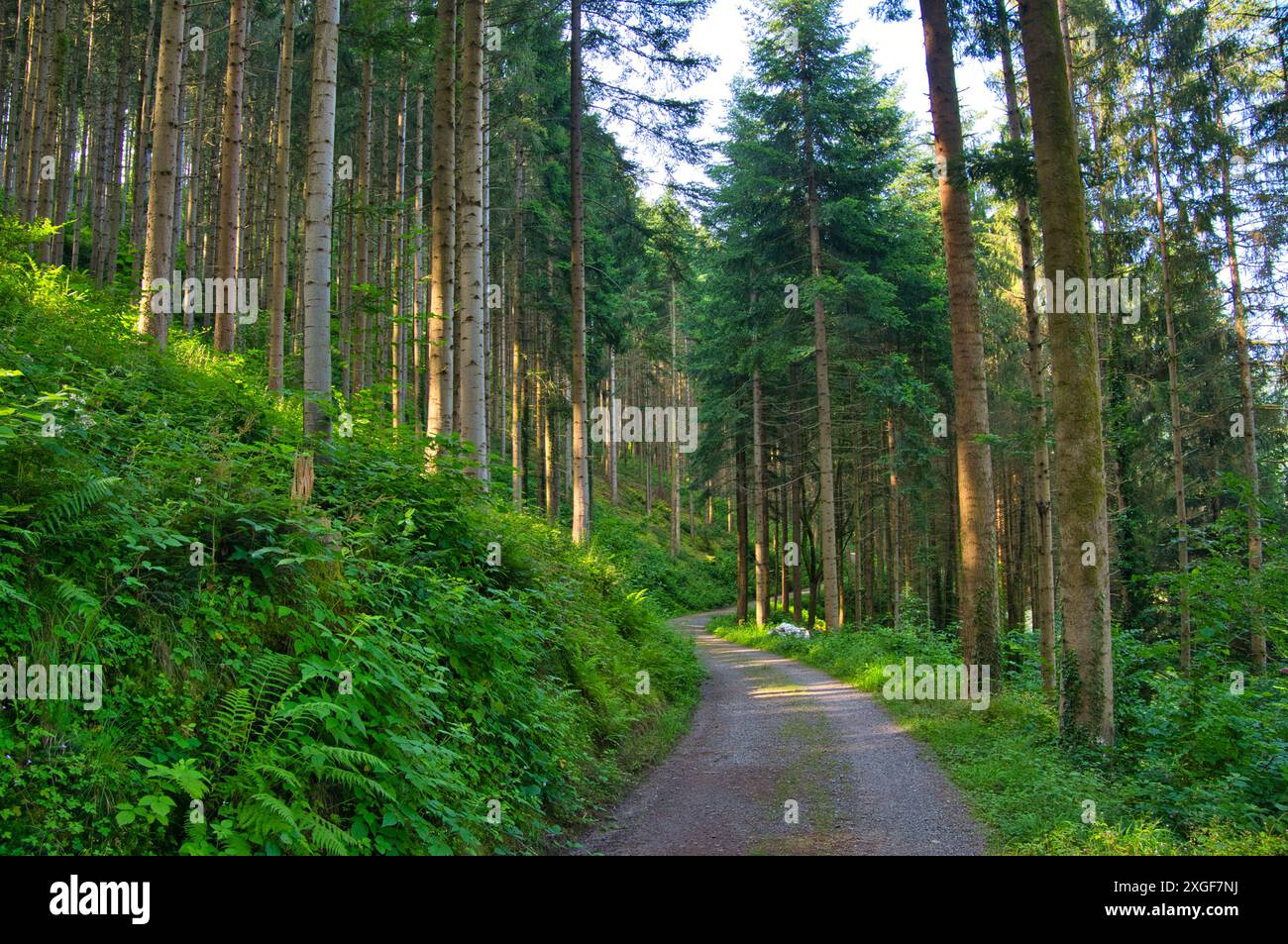 Forest path in the black forest in Germany Stock Photo - Alamy