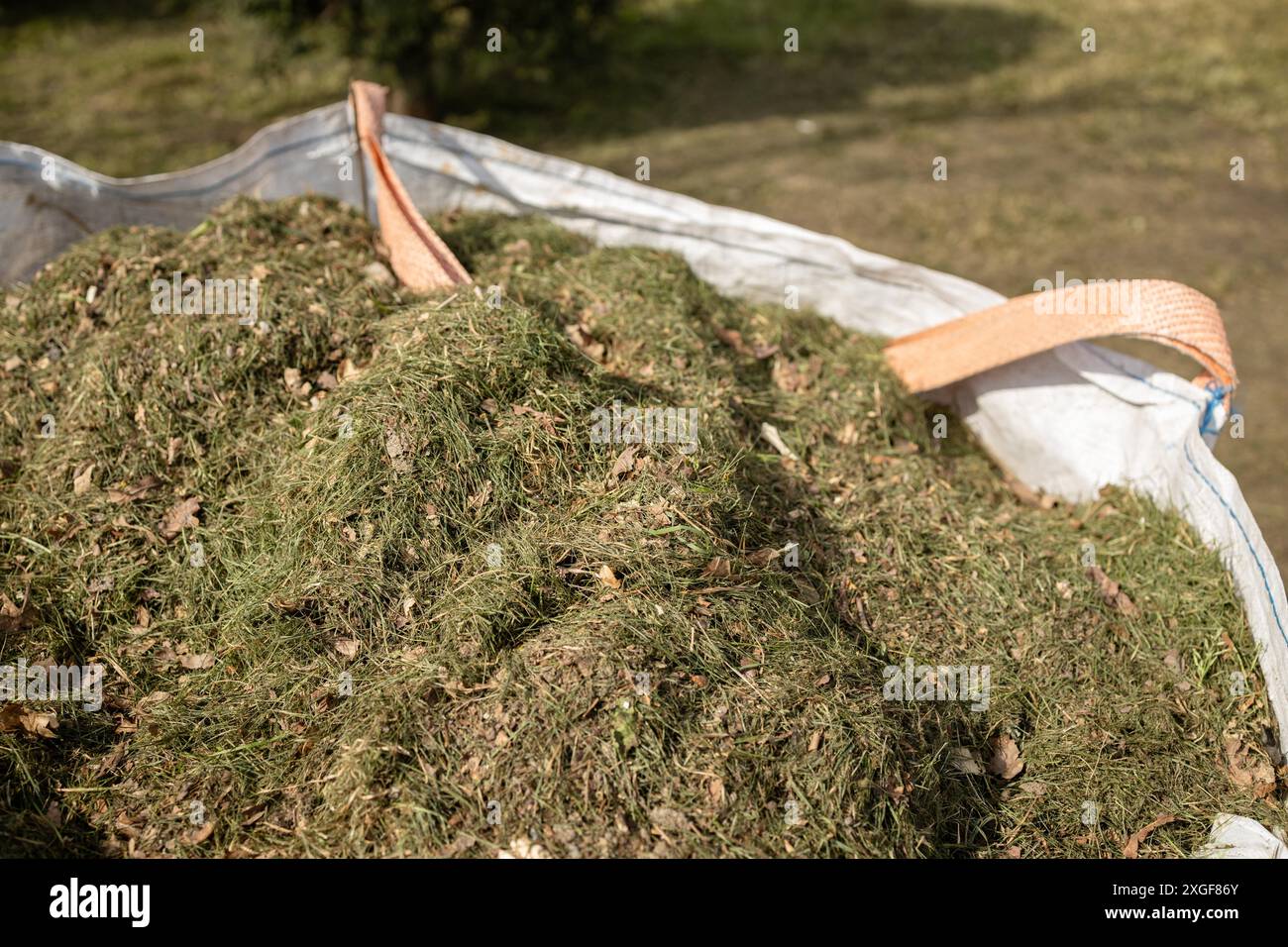 Close up of cut grass on full sack. Gardening in public spaces Stock ...