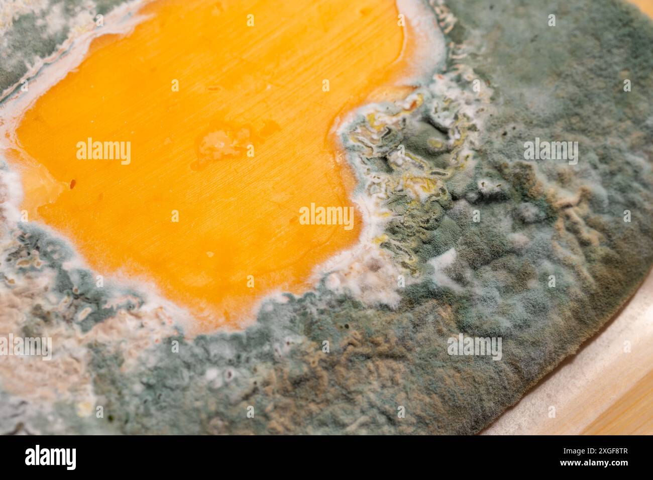 Slices of moldy yellow cheese arranged on a bamboo cutting board. Green ...