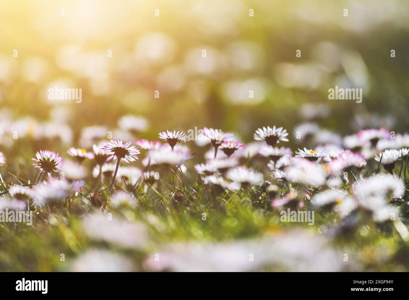 Cute daisy hi-res stock photography and images - Alamy