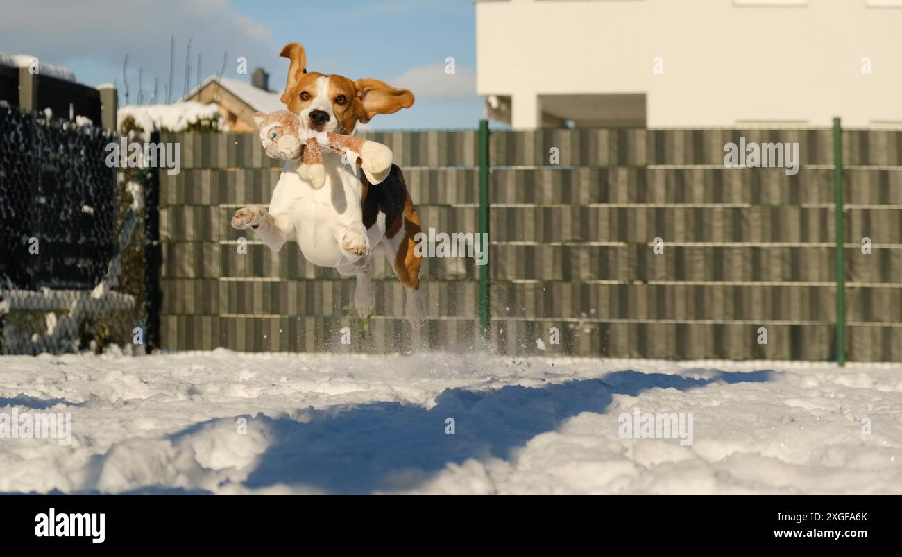 Beagle running in snow hi-res stock photography and images - Alamy