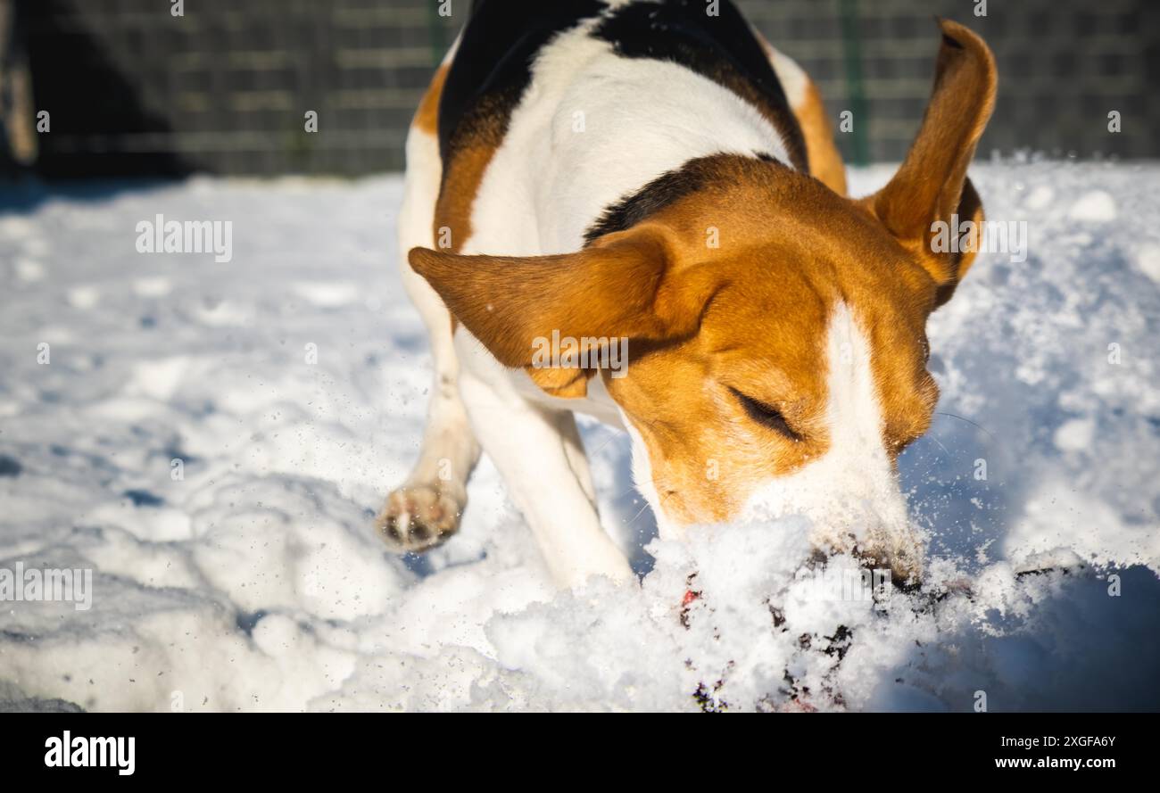 A picture of a fast Beagle hound running on the snow fetching a dog toy ...