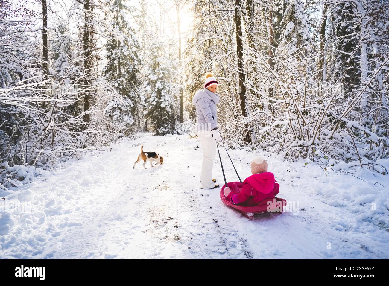 Mother pulling baby on a sled through winter forest. Snowy woods theme ...