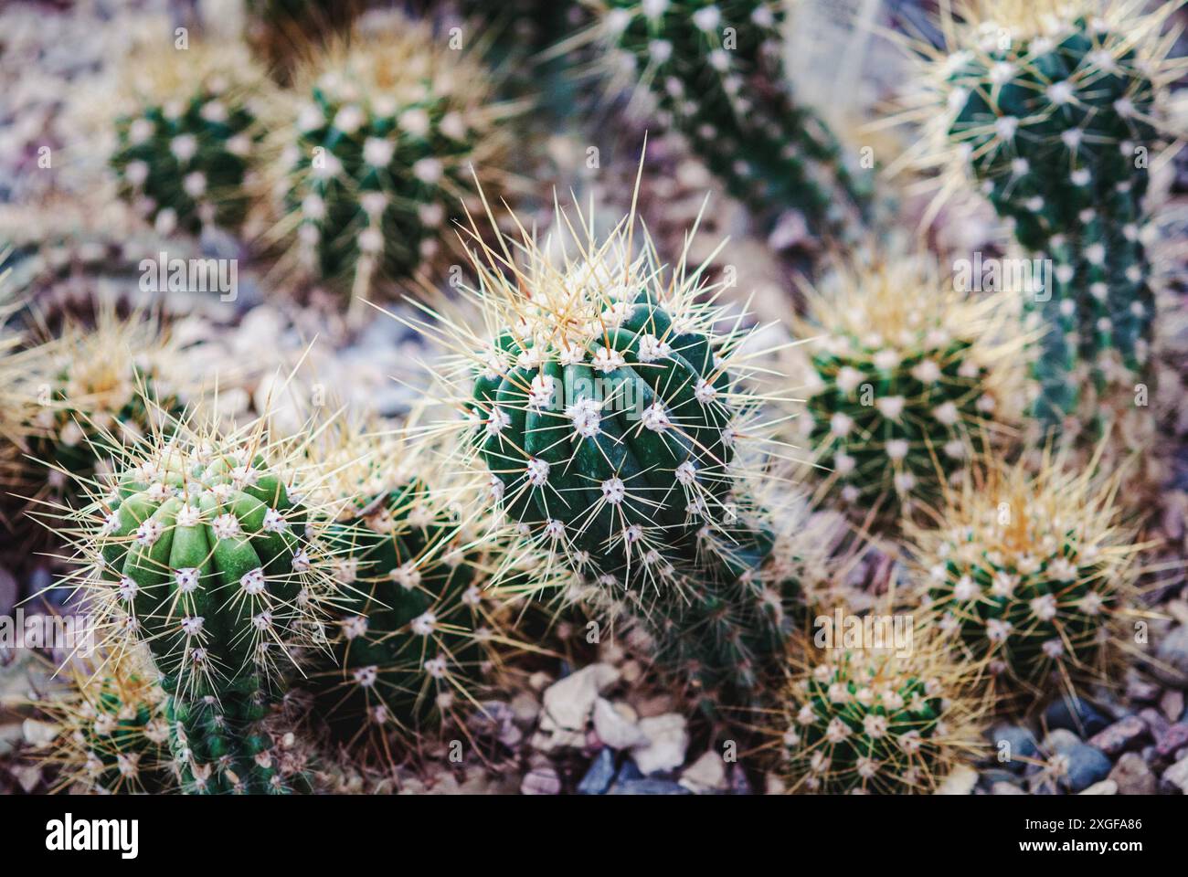 Cacti cultivation hi-res stock photography and images - Alamy