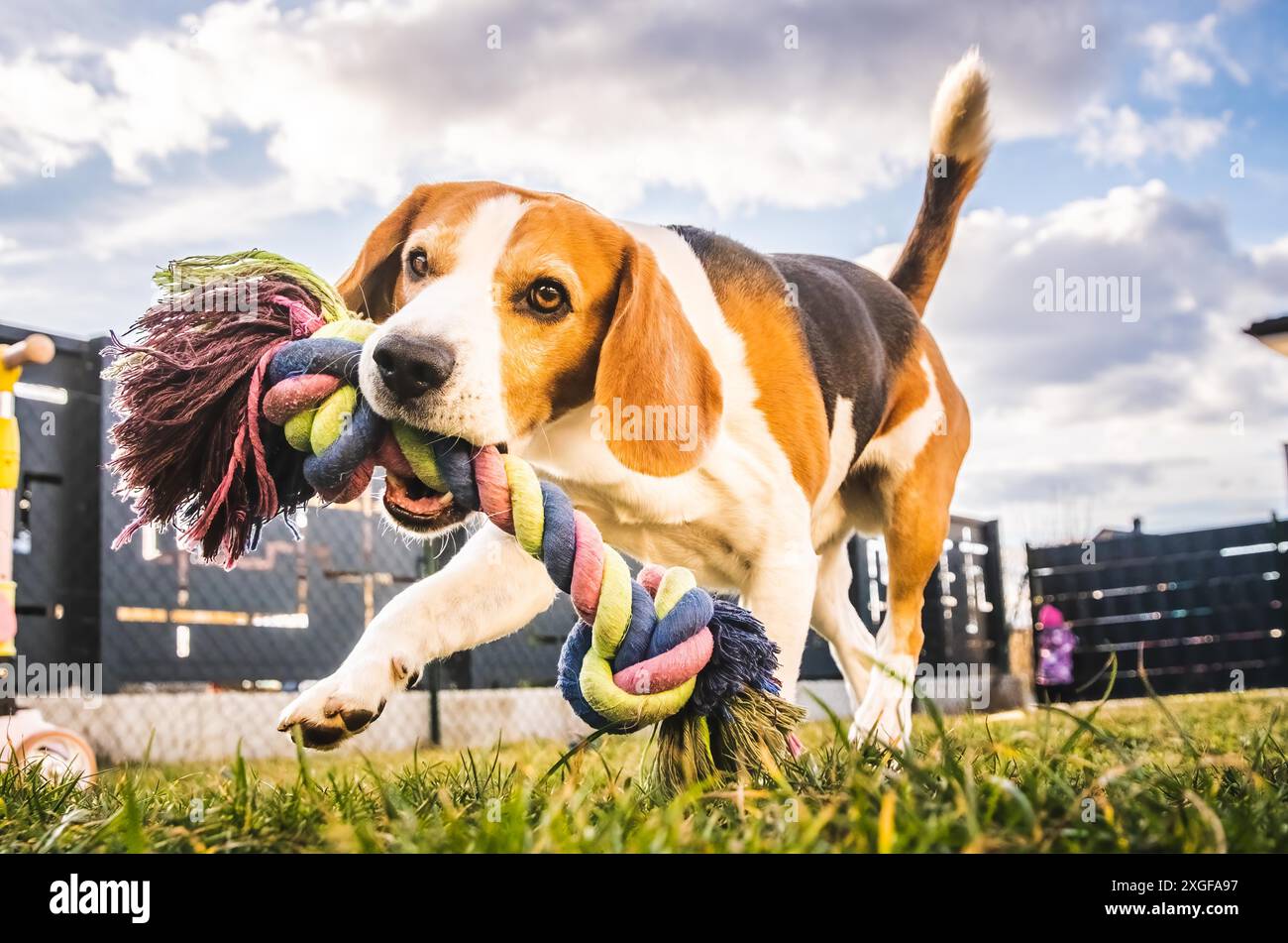 Dog run, beagle jumping fun in the garden summer sun with a toy ...
