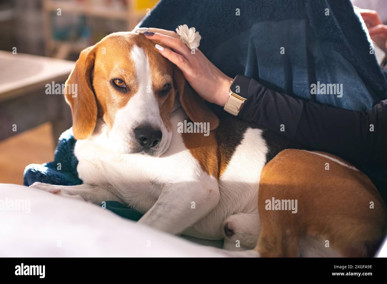 Beagle dog enjoy stroking while lying on sofa at home. Pet background ...