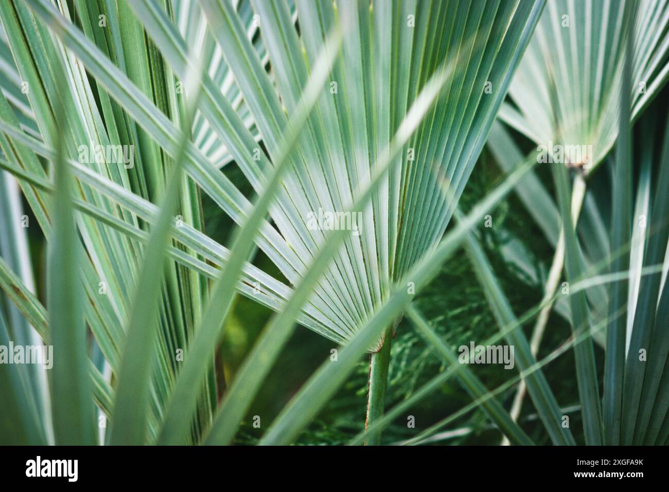 Green palm leaves in botanical garden Stock Photo - Alamy