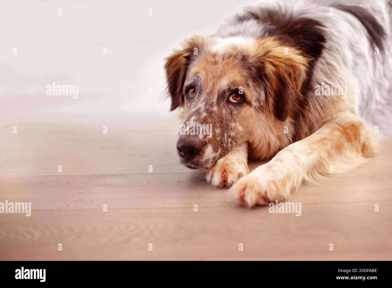 White, black and brown color fuzzy big dog at home on the floor Stock ...