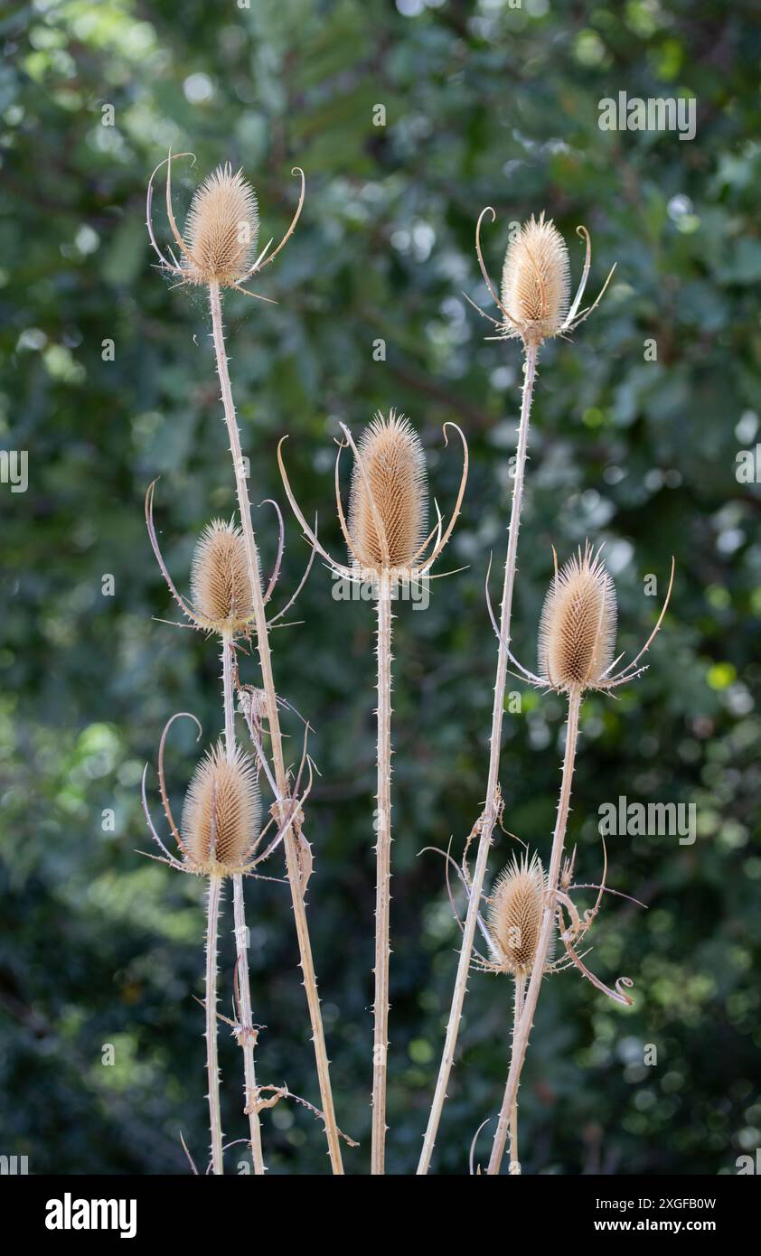 Wild thistle hi-res stock photography and images - Alamy