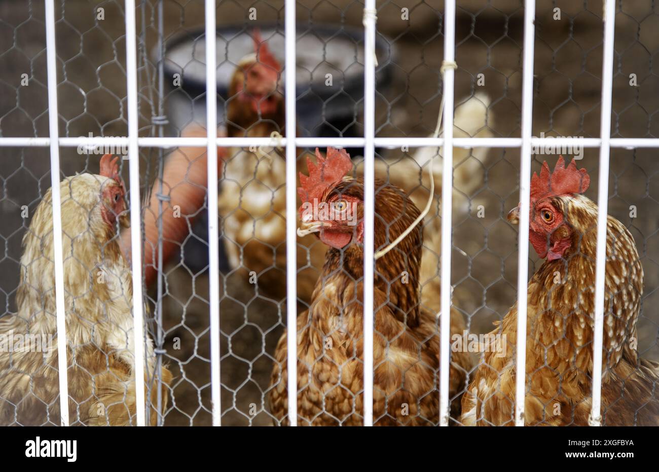 Detail of bird farm, animal abuse and exploitation Stock Photo - Alamy