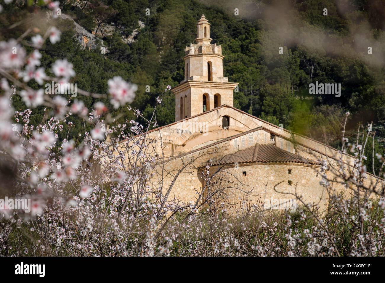 Parish Church of La Immaculada Concepcio and almond blossom, Caimari ...