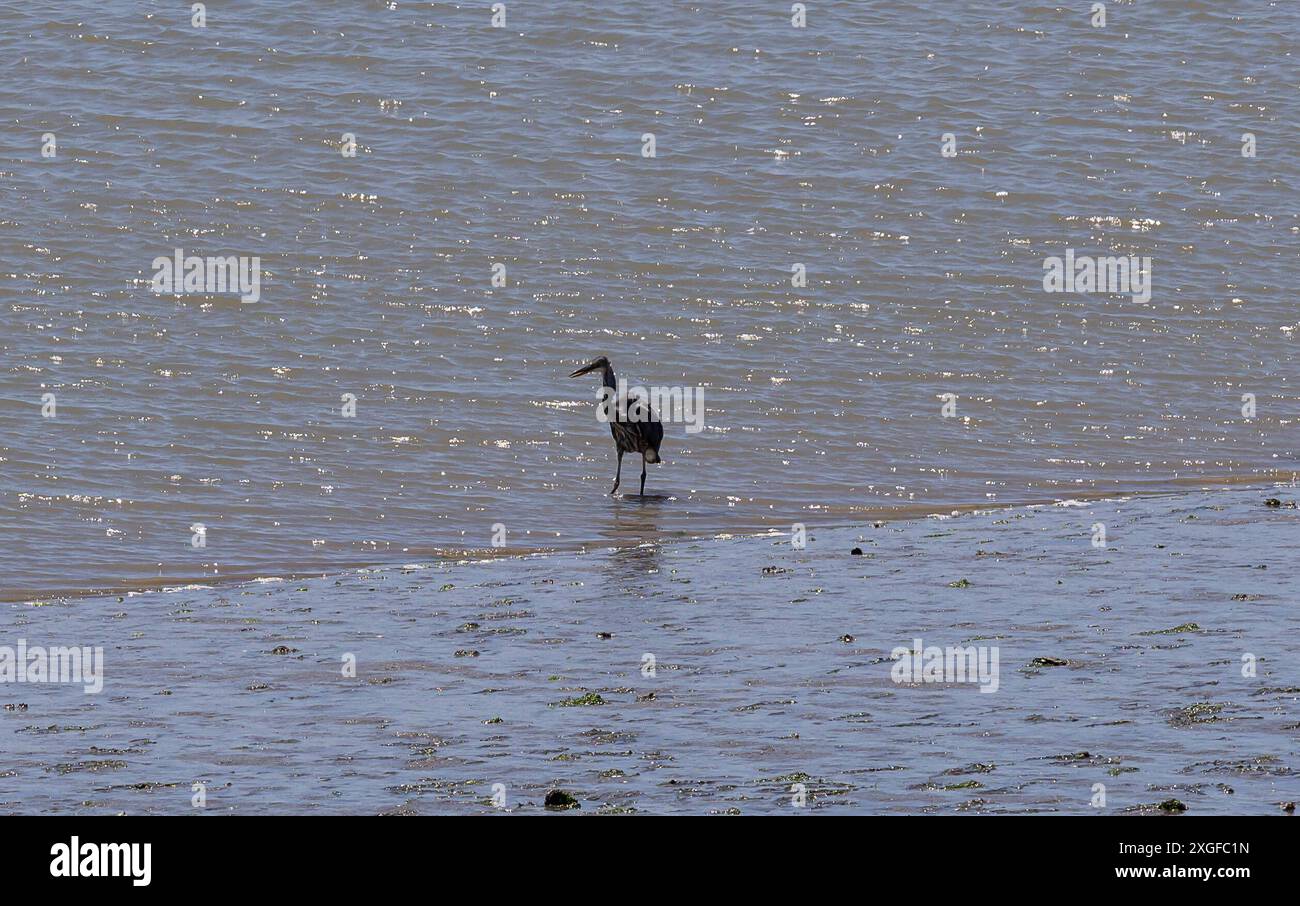 Vancouver CAN, Kanada / Canada, Urlaubseindruecke und ...