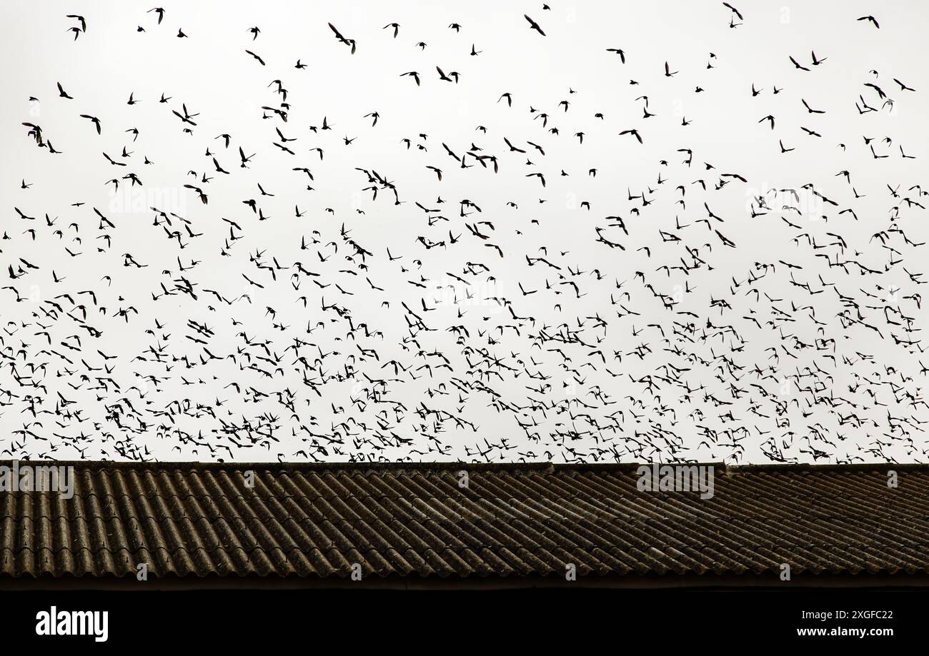 Large group of birds hi-res stock photography and images - Alamy