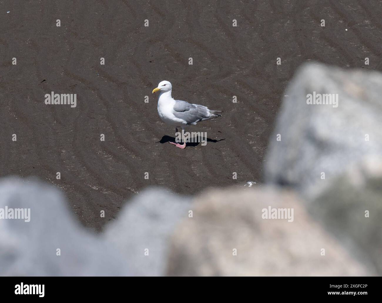 Vancouver CAN, Kanada / Canada, Urlaubseindruecke und ...