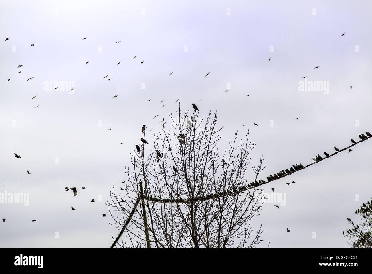Large group of birds hi-res stock photography and images - Alamy