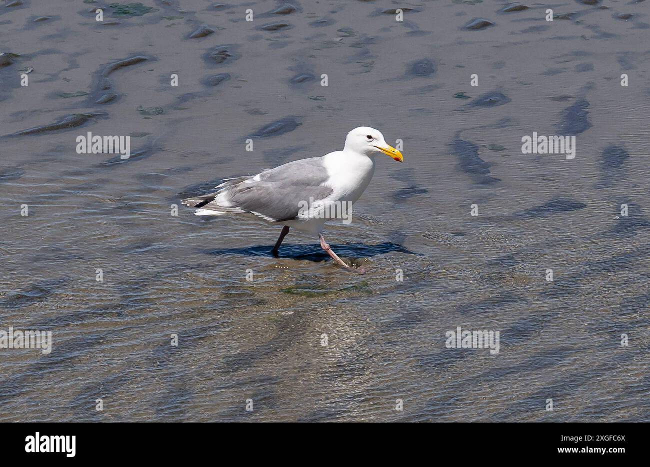 Vancouver CAN, Kanada / Canada, Urlaubseindruecke und ...