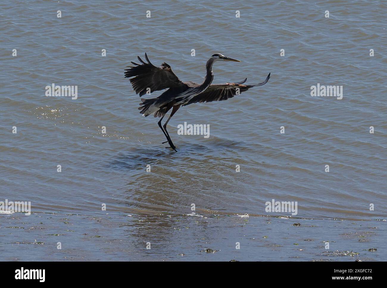 Vancouver CAN, Kanada / Canada, Urlaubseindruecke und ...