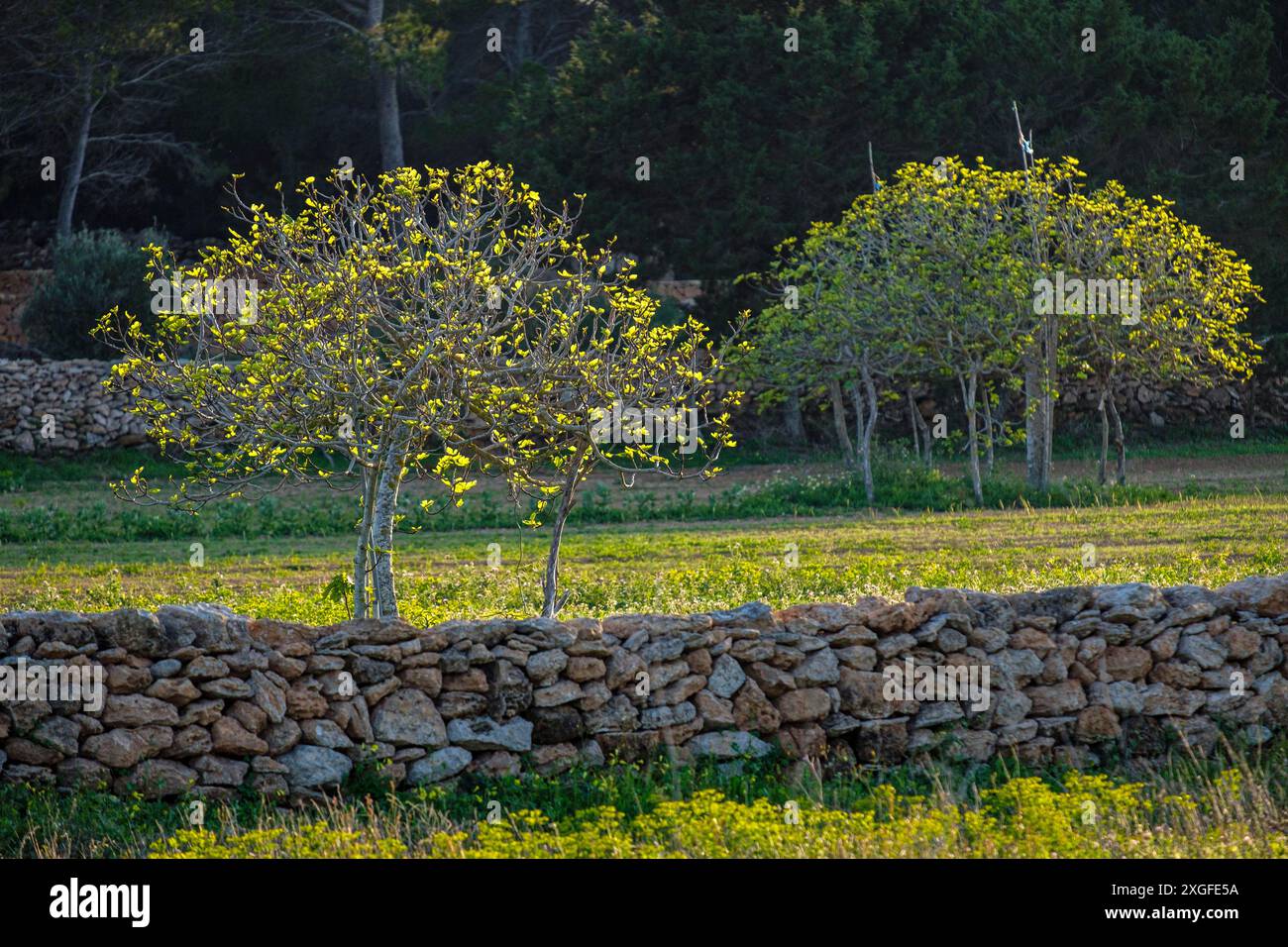 Backlit fig tree, Formentera, Pitiusas Islands, Balearic Community ...