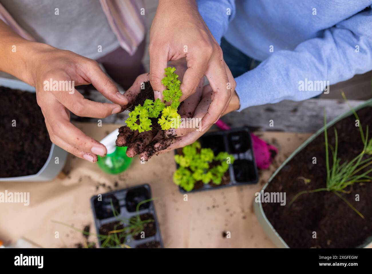 Nurturing houseplants hi-res stock photography and images - Alamy