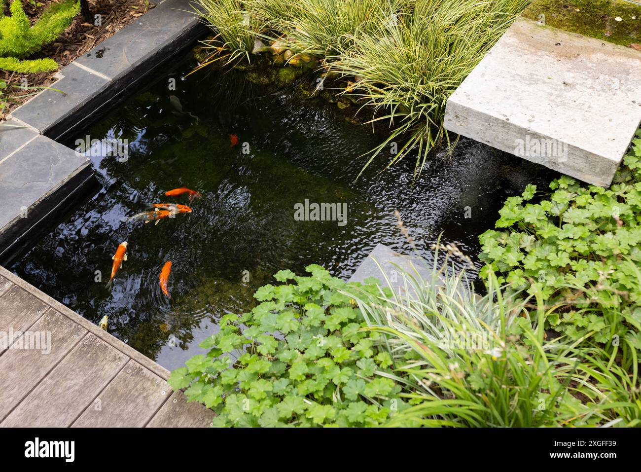 Koi fish swimming in backyard pond surrounded by lush greenery and ...