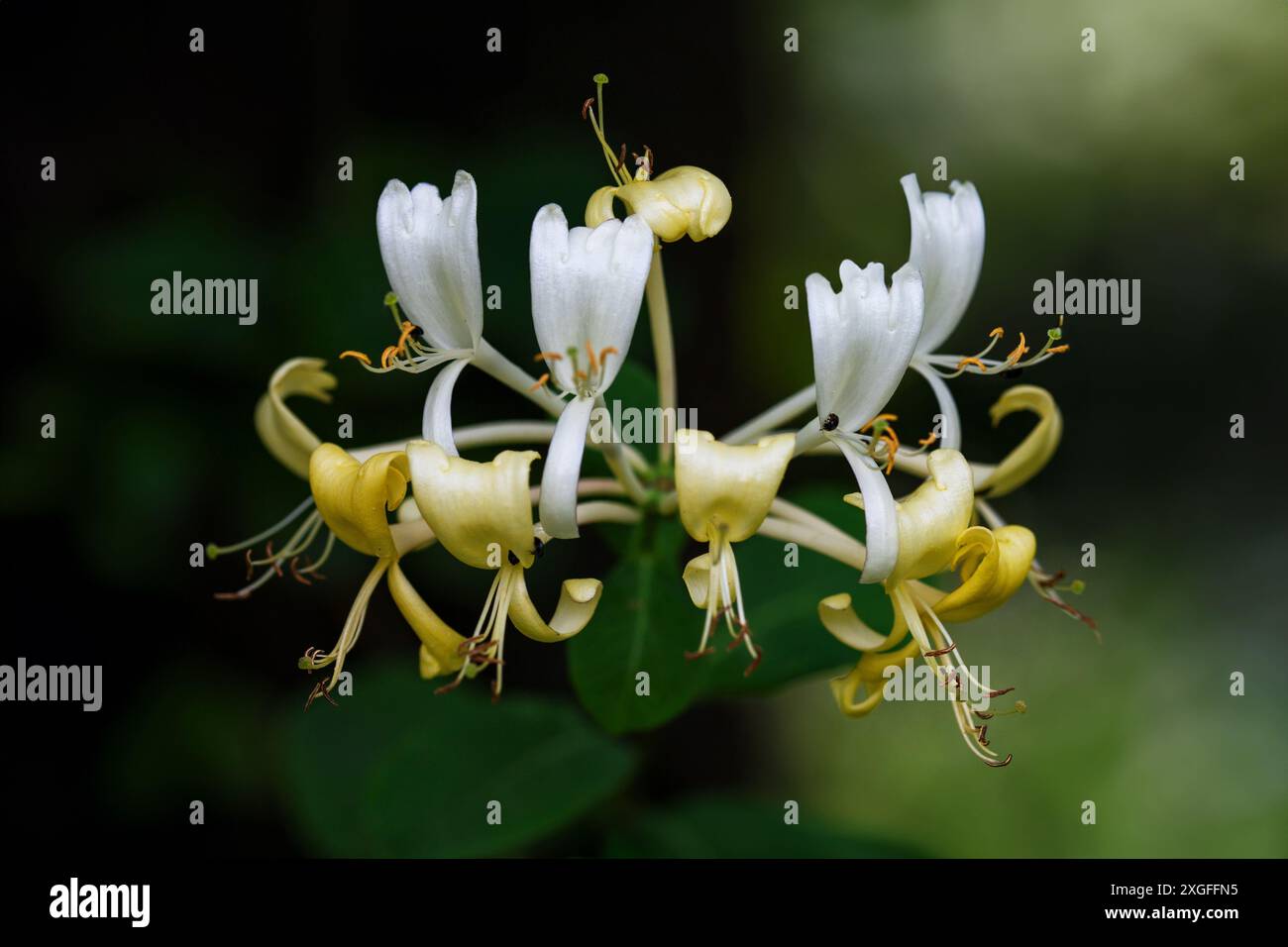 Honeysuckle plant with fragrant flowers in garden setting Stock Photo ...