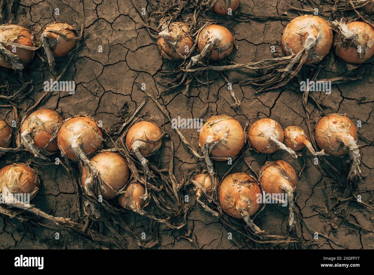 Onion allium cepa field hi-res stock photography and images - Alamy