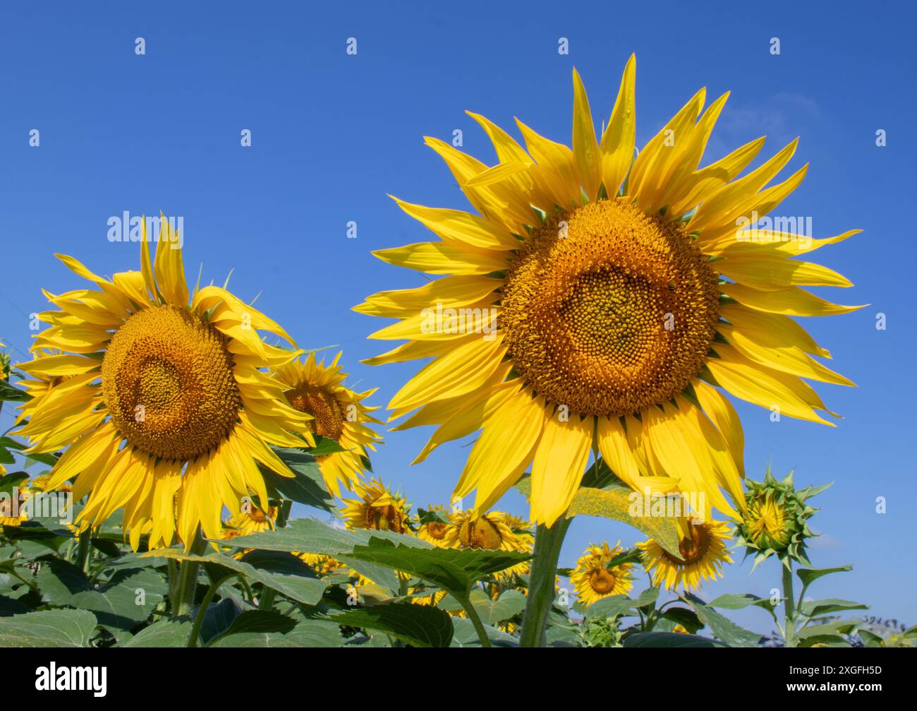 Sunflower blossom viewed from below against blue sky Stock Photo - Alamy