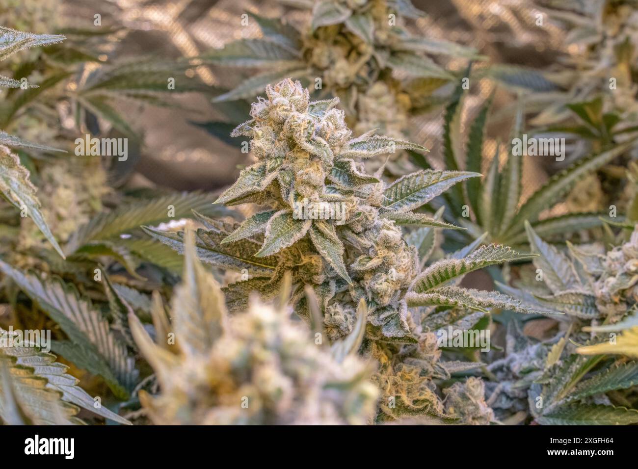 female blossom marijuana SoG Sea of Green net hemp cultivation ...