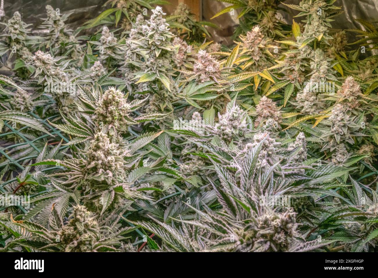 female blossom marijuana SoG Sea of Green net hemp cultivation ...