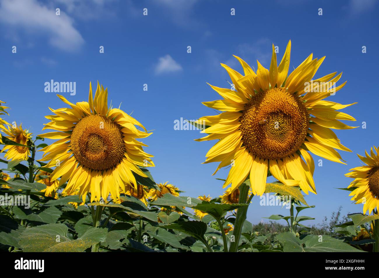 Sunflower blossom viewed from below against blue sky Stock Photo - Alamy