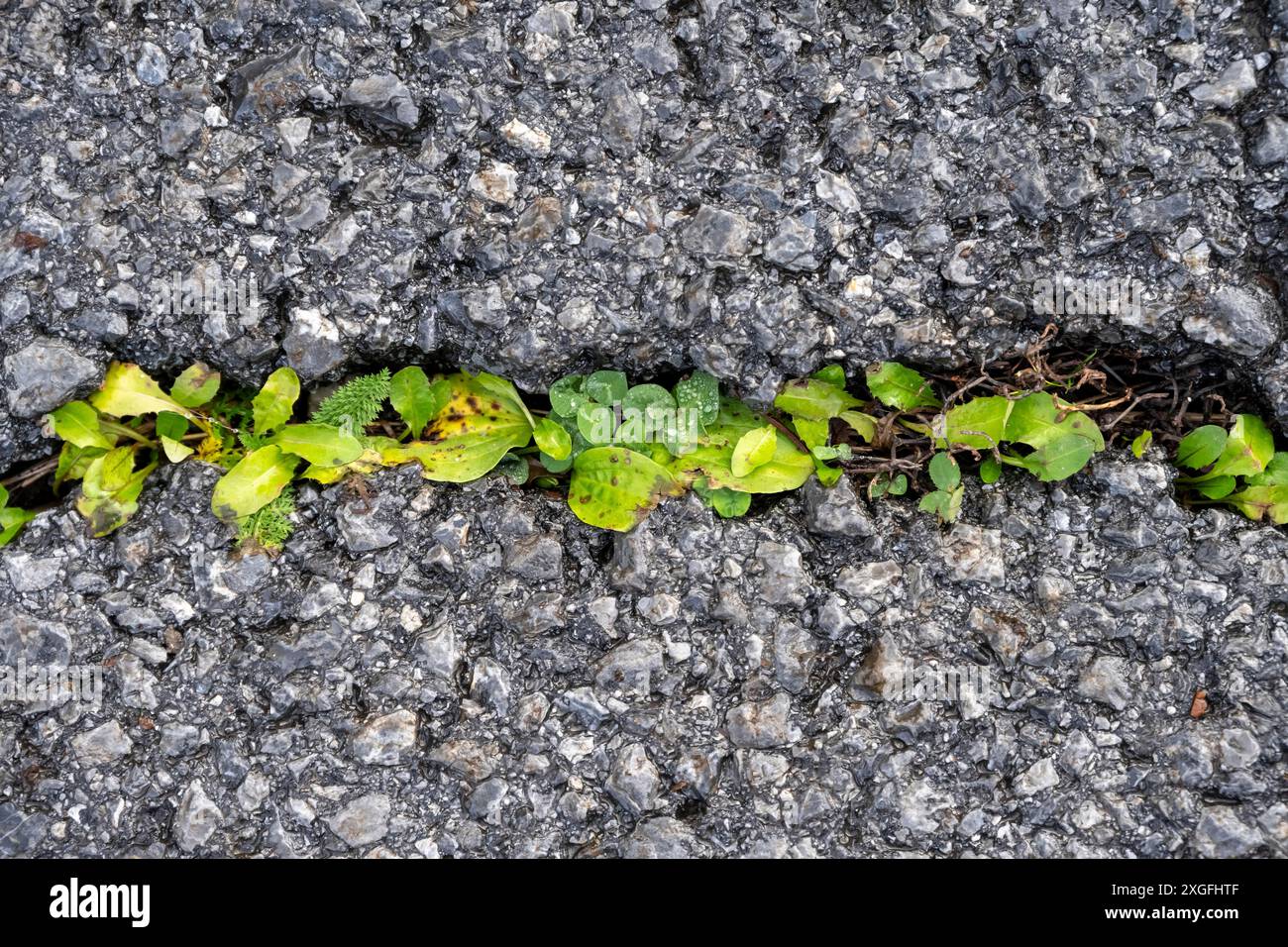 Plants grow out of the asphalt, symbolic image of nature and hope, soil ...