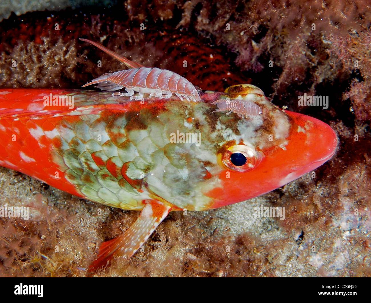 2 specimens of fish isopod (Anilocra), parasite, on Mediterranean ...