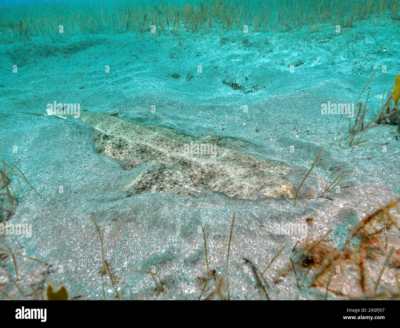 Angel shark (Squatina squatina) is well camouflaged on the sandy seabed ...