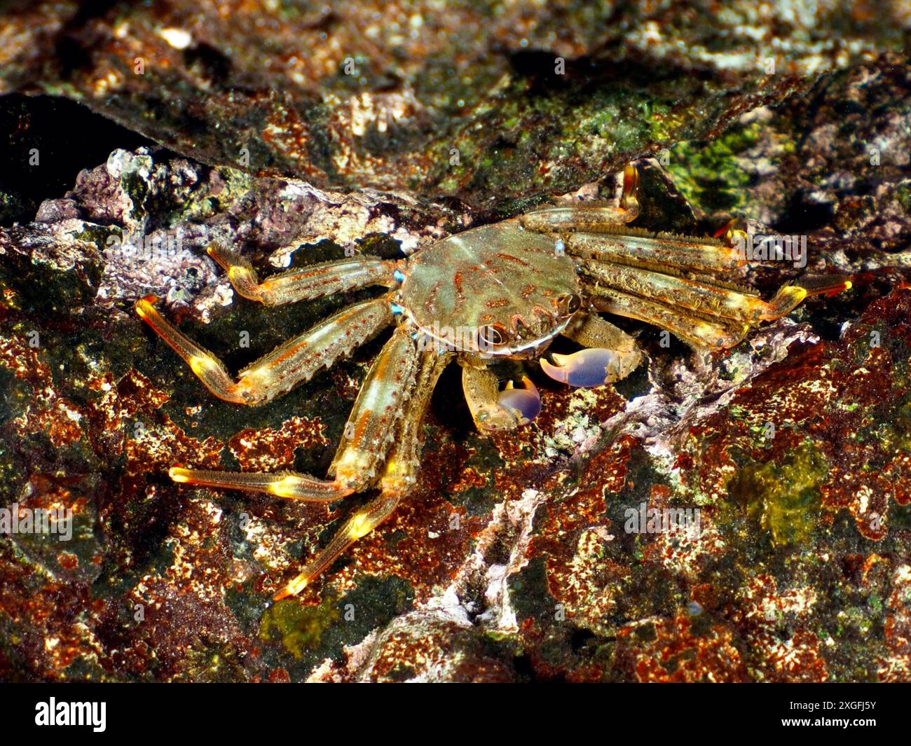 Brown nimble spray crab (Percnon gibbesi) on a rock covered with algae ...