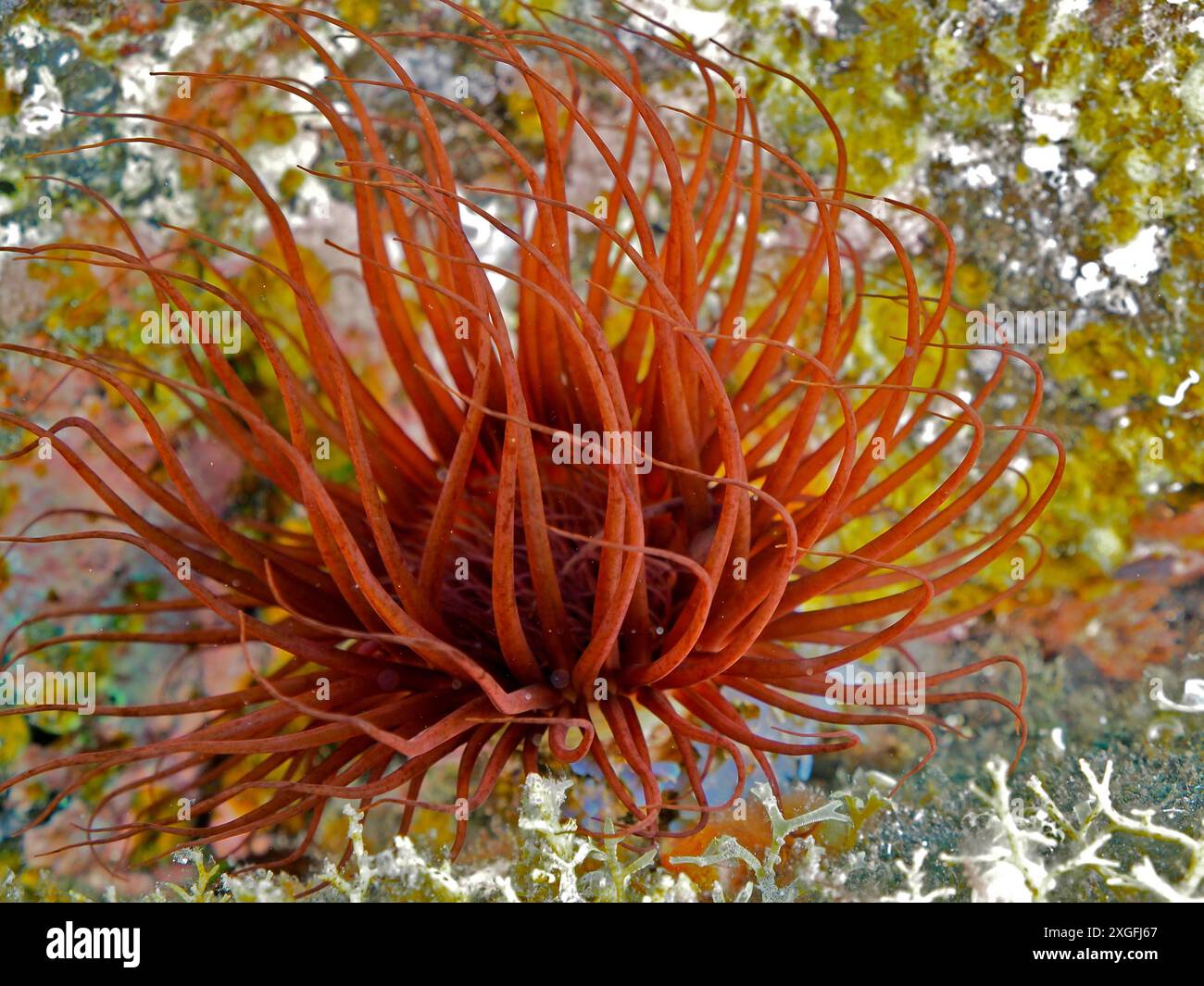 Bright red cylinder rose (Cerianthus membranaceus) in an underwater ...