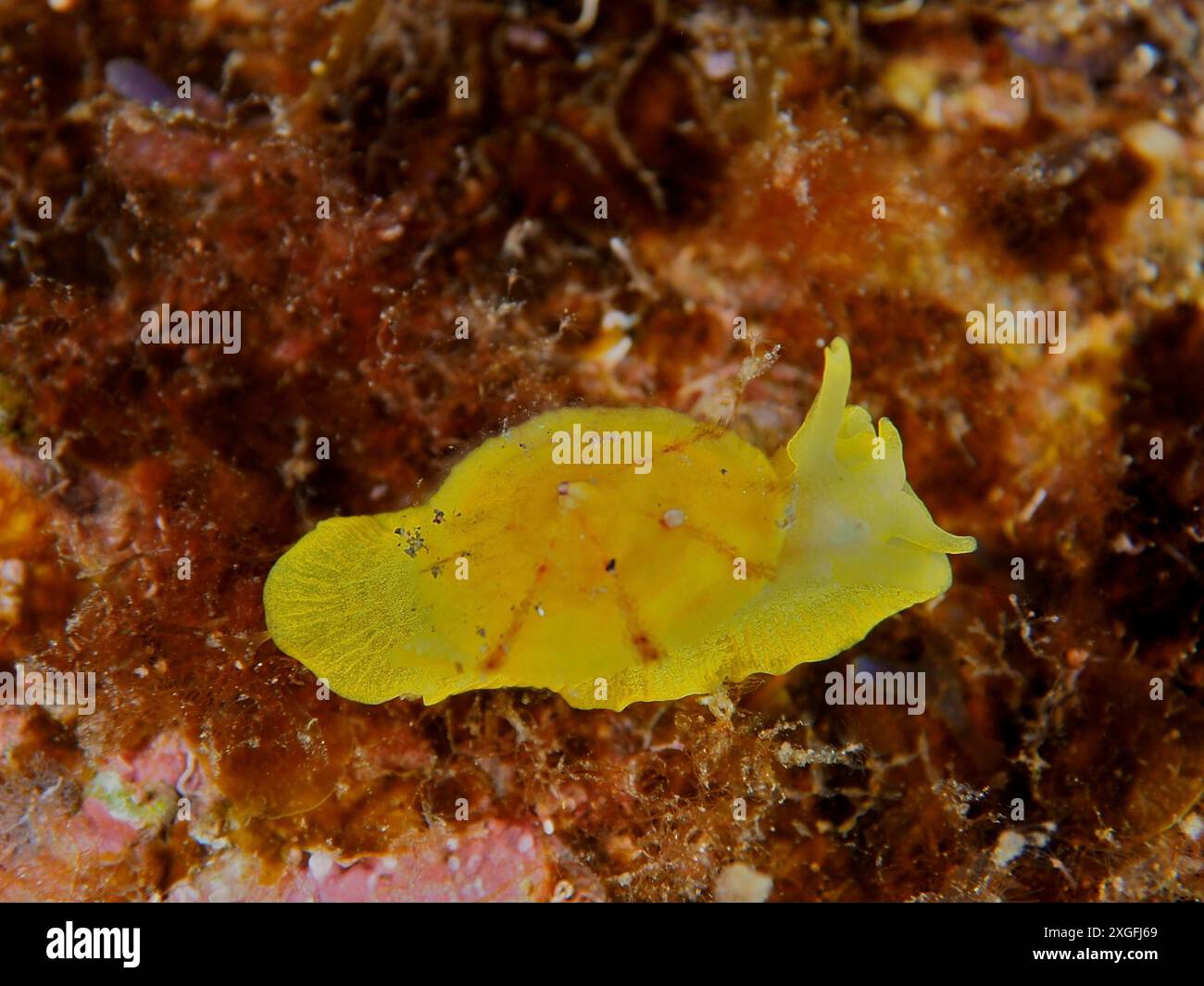 A golden sponge snail (Tylodina perversa), sea snail, on an algae bed ...