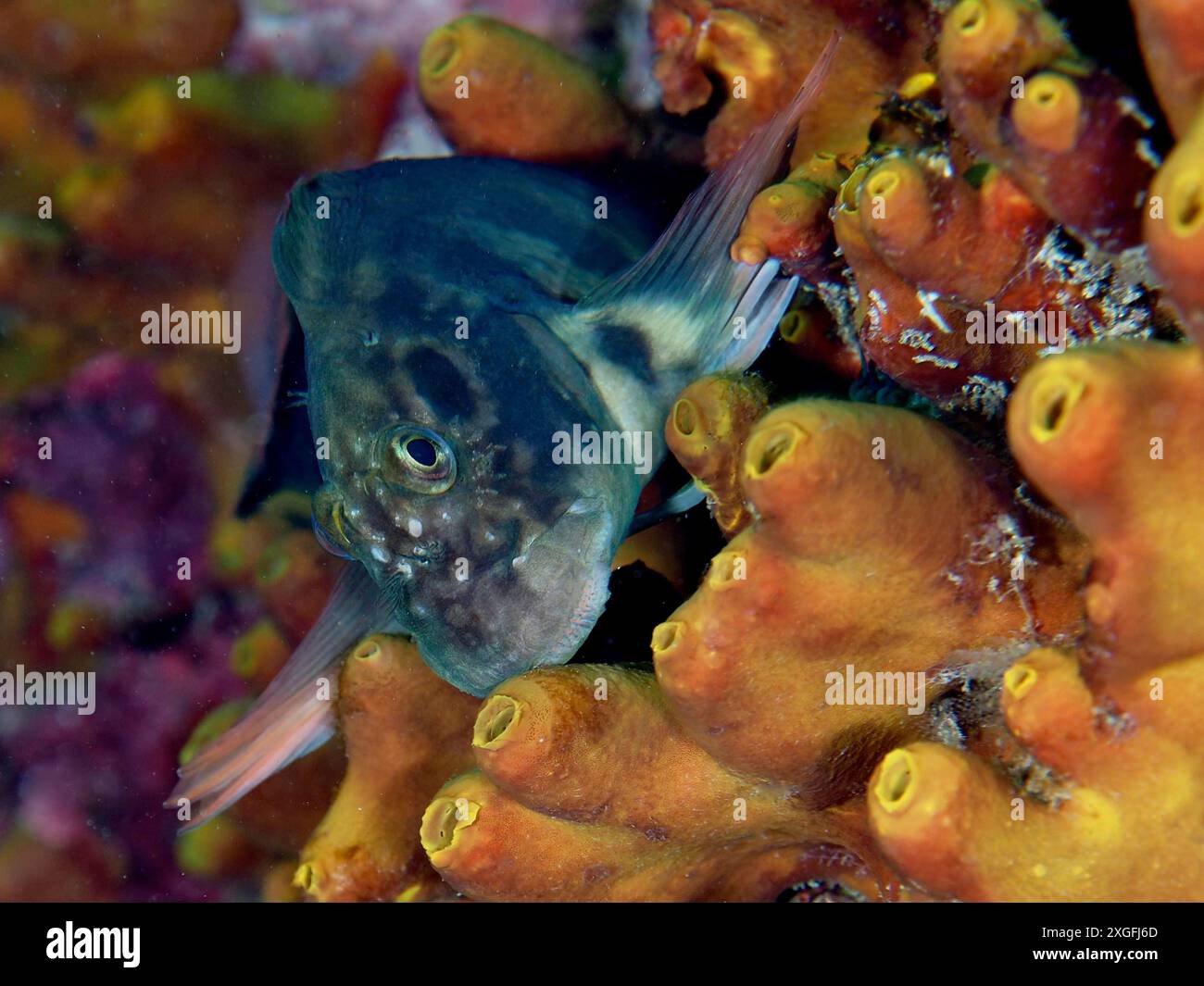 Red-lipped blenny (Ophioblennius atlanticus atlanticus) on golden ...