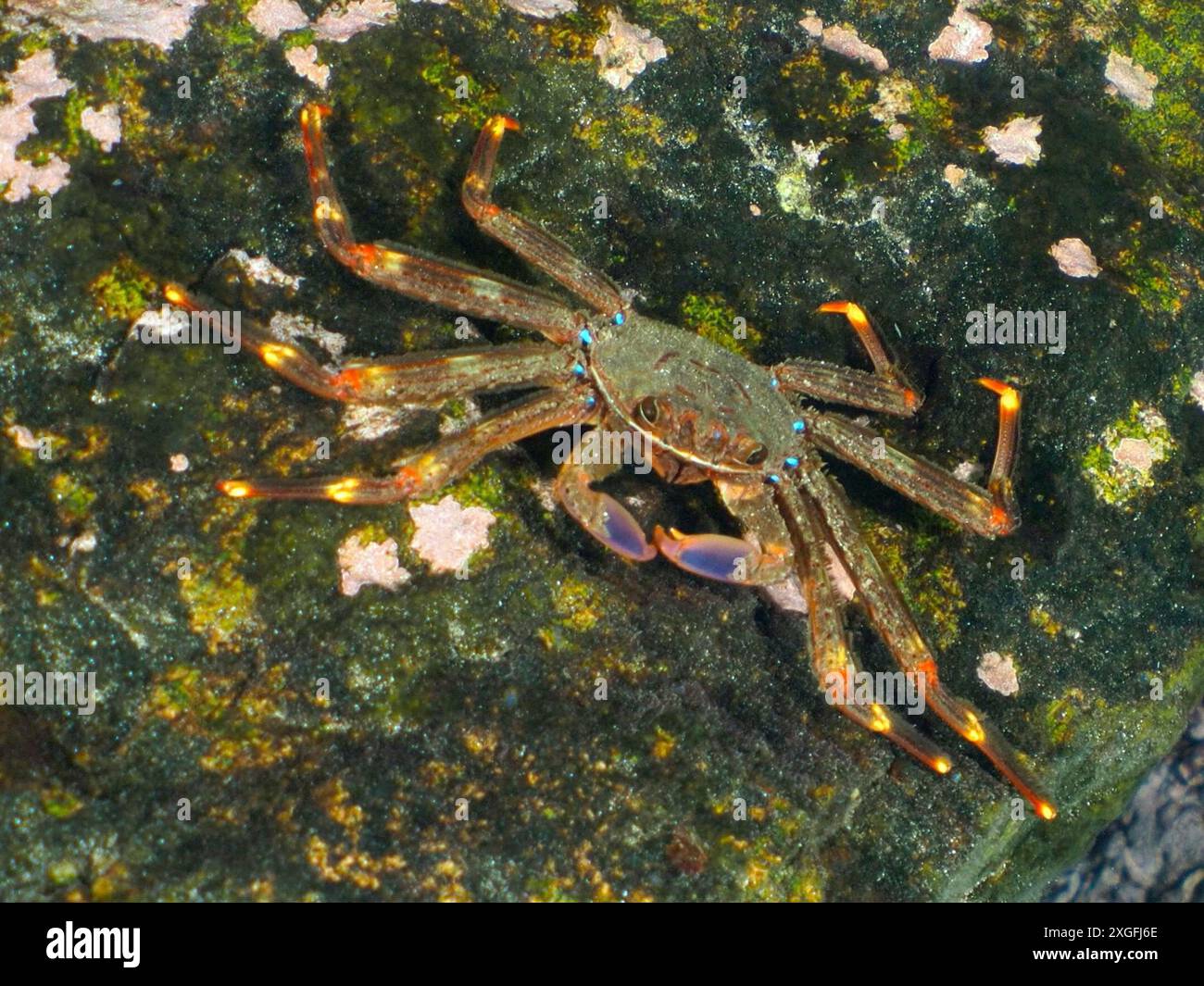 An nimble spray crab (Percnon gibbesi) with orange-coloured legs on a ...