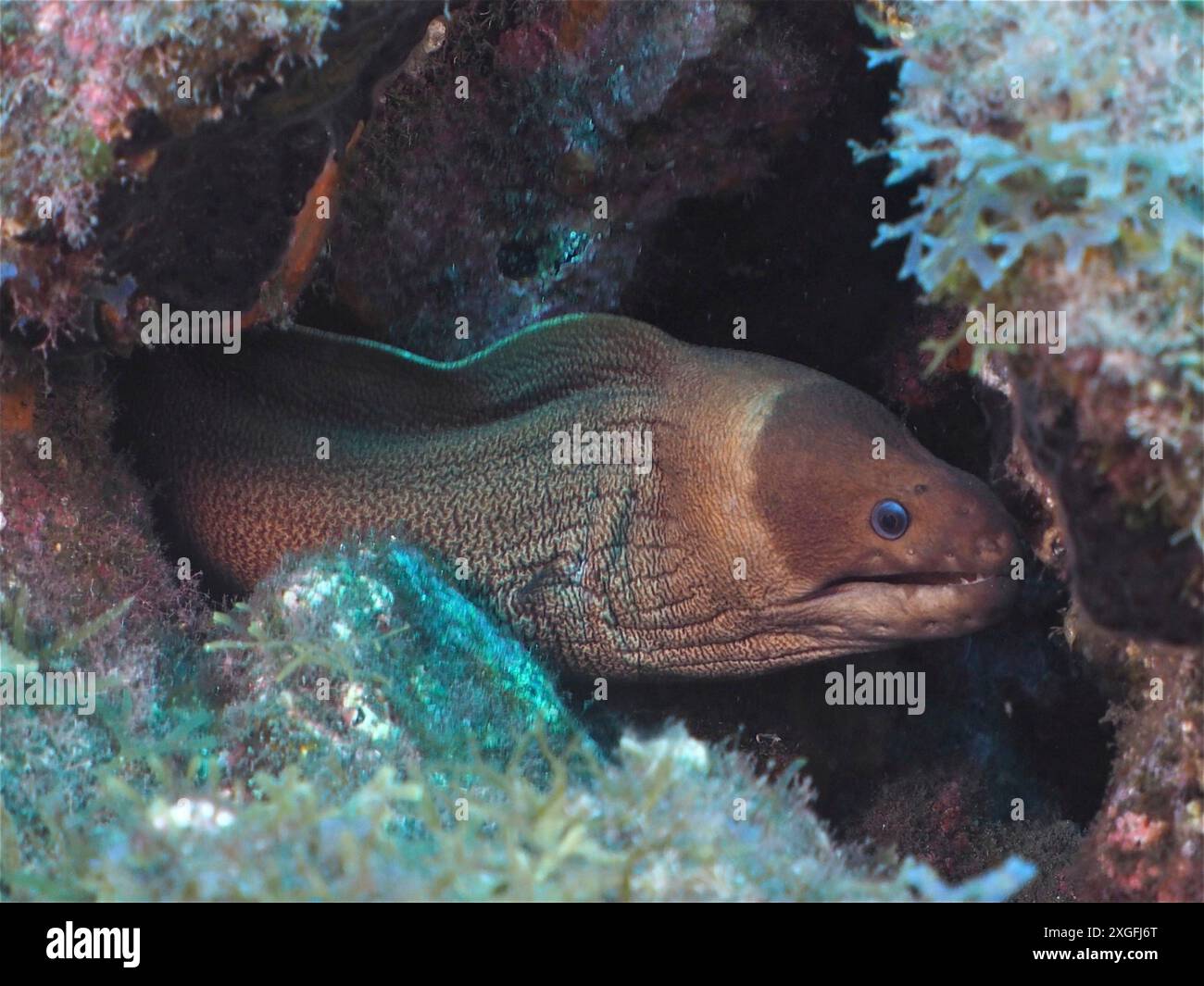 A masked moray eel (Gymnothorax unicolor), moray eel, hiding between ...
