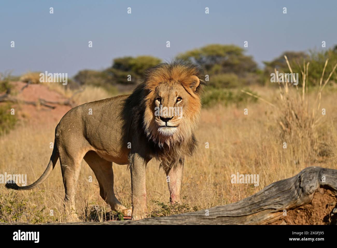 Lion farm namibia hi-res stock photography and images - Alamy