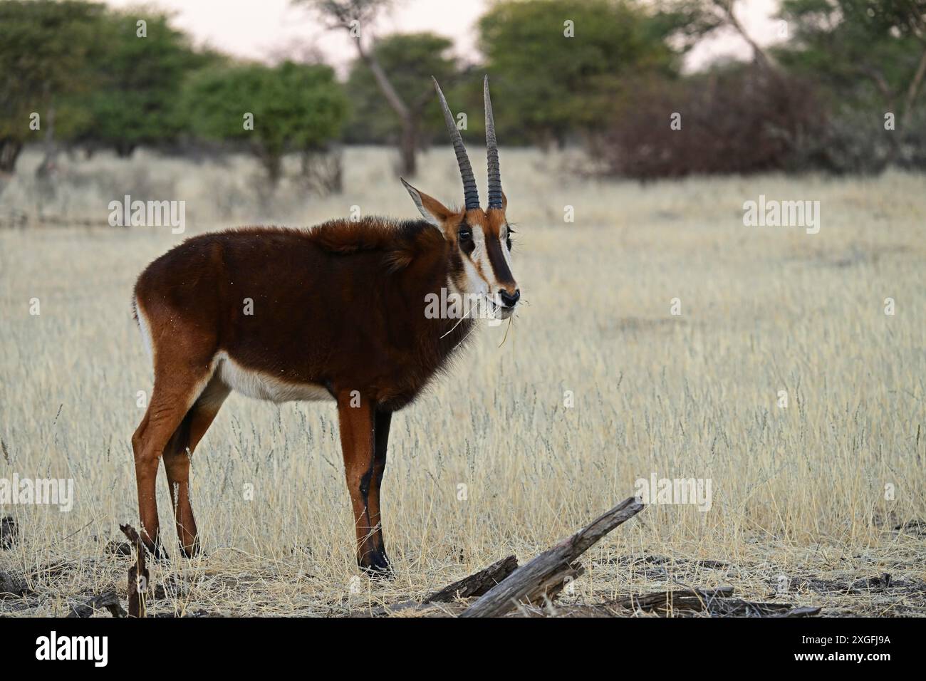 Young sable antilope (Hippotragus niger), Okapuka Ranch, Namibia Stock ...